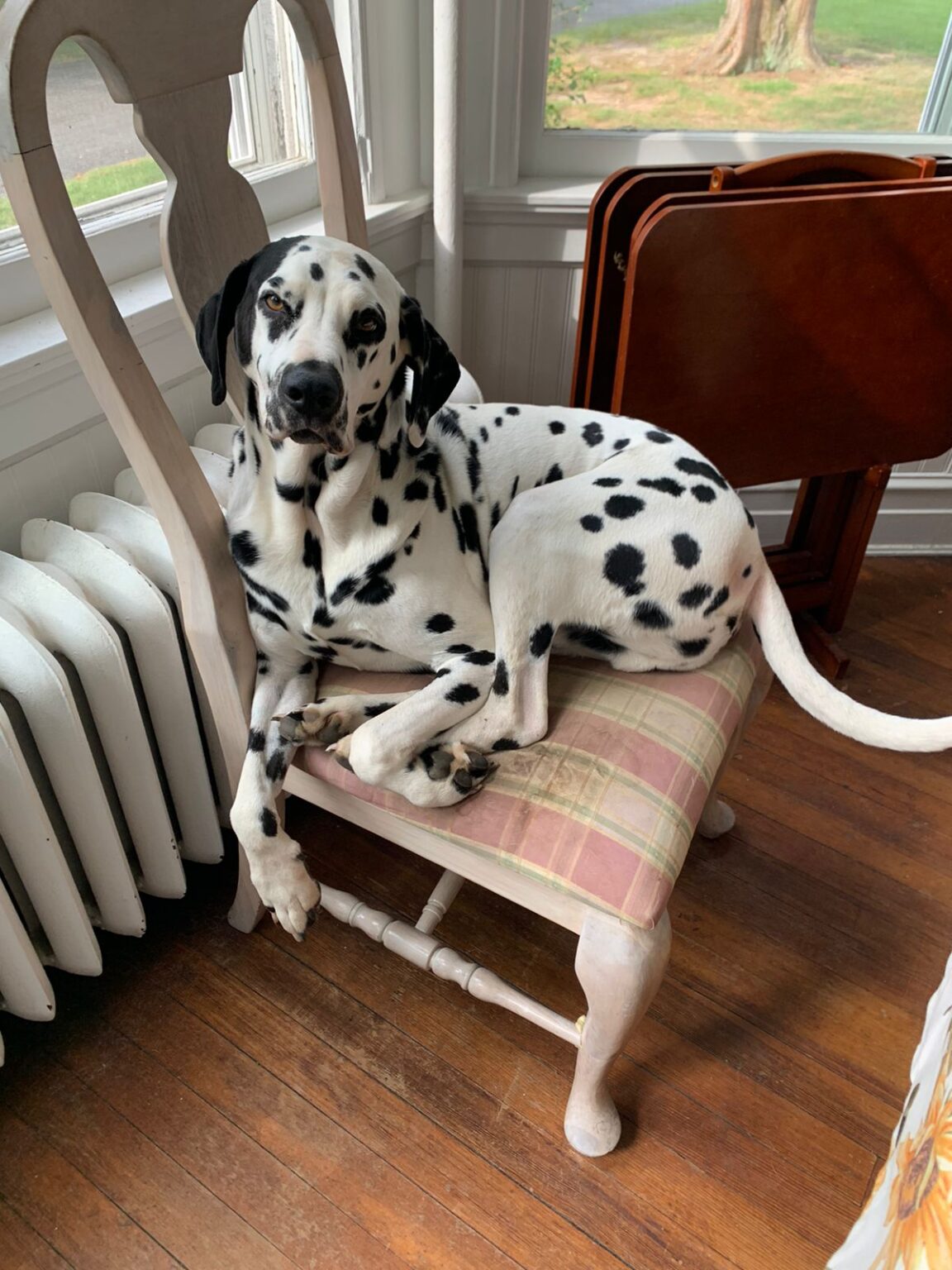 Home - Long Island Pet Nanny From shy cats and energetic dogs to frisky ...