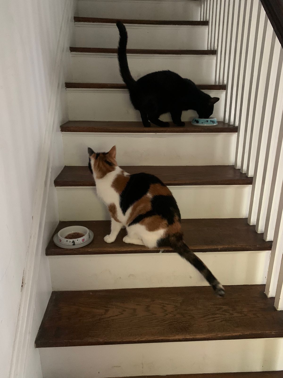 Home - Long Island Pet Nanny