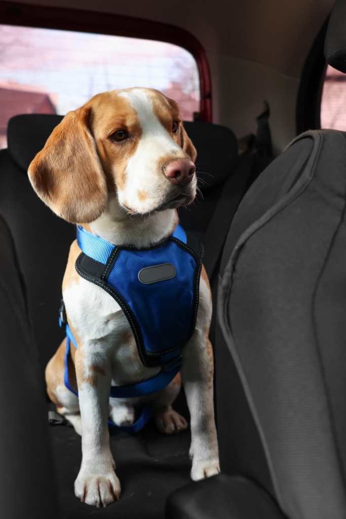 Home - Long Island Pet Nanny