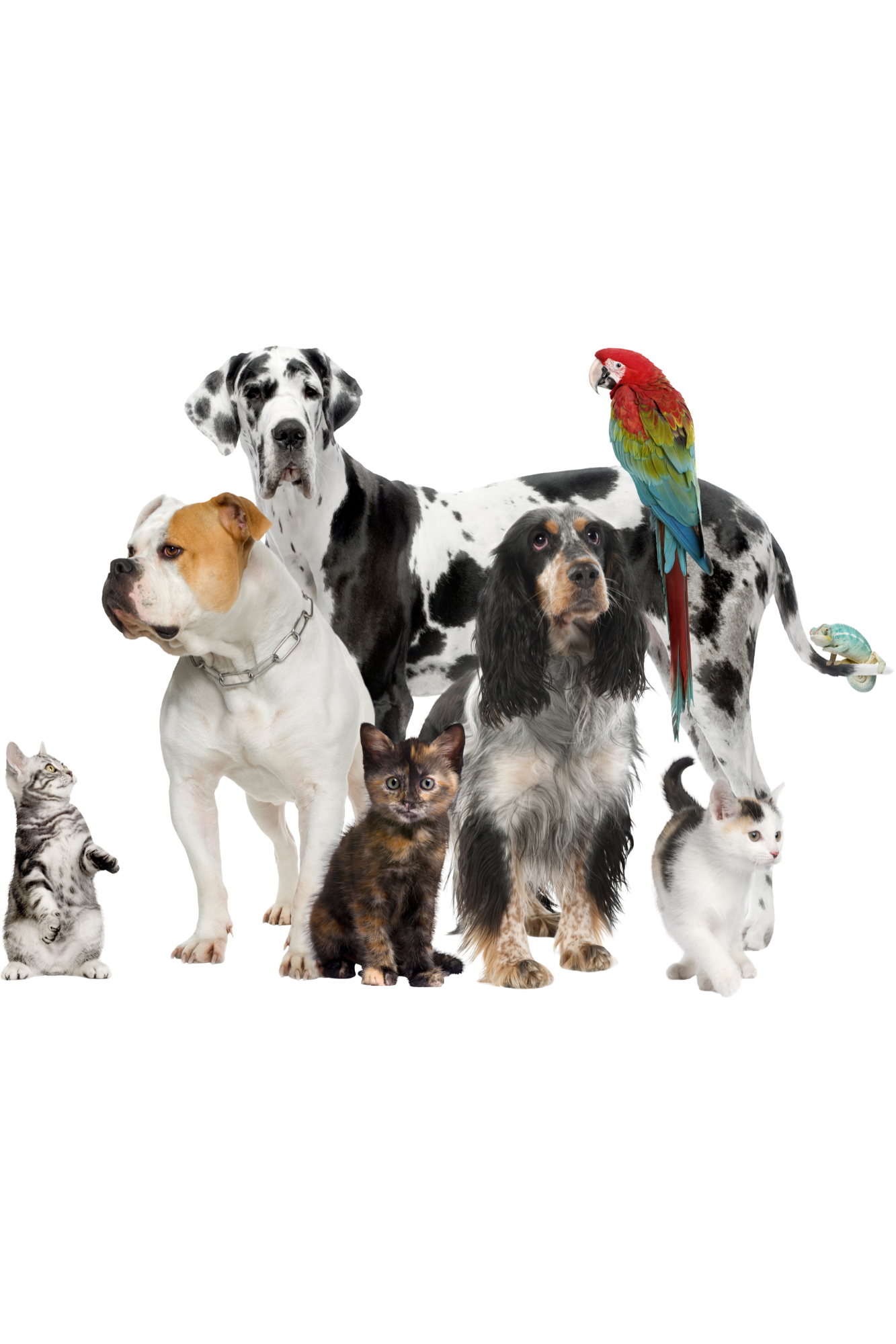 Home - Long Island Pet Nanny